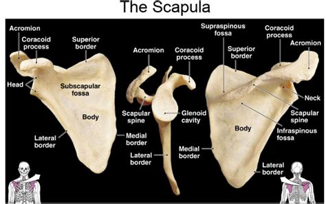 Scapula Diagram Quizlet