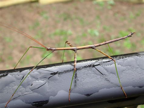 Walking Stick Insect