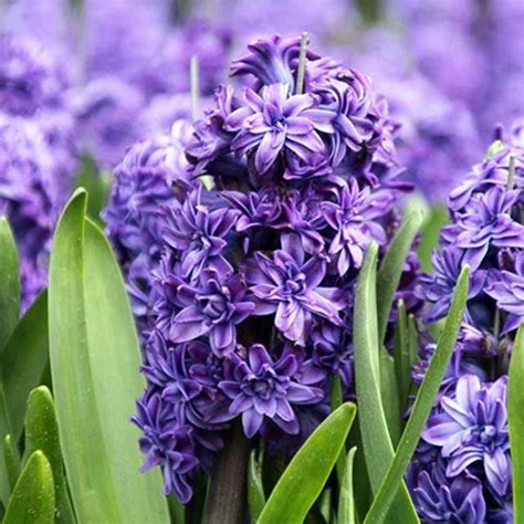 Hiacynt Pełny King Codro 1 Szt Cebulki Cebule Kwiaty Królik Sklep