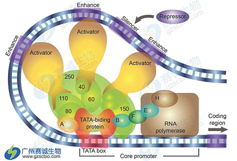 转录调控与转录激活 技术专题 停用 广州赛诚生物科技有限公司 服务于您的核心利益！