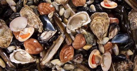 Protein Identifed For Shellfish Allergy In Molluscs