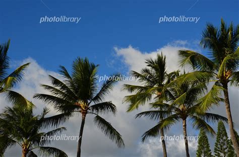 青空とヤシの木 写真素材 5070311 フォトライブラリー Photolibrary