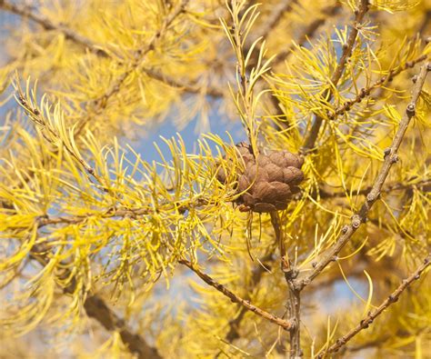 How To Grow A Tamarack Tree Expert Advice For Colorful Conifers Homes And Gardens