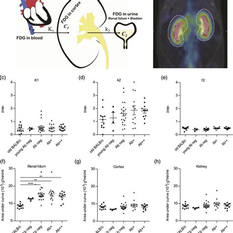 Renal Hilum Suv Increased In Anti Dsdna Ab Mice A Illustrates The
