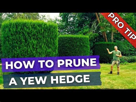 Pruning Upright Yews