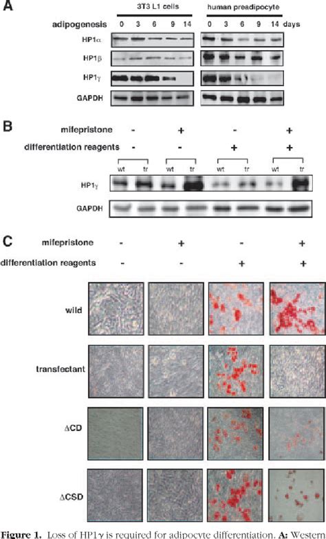 Tumorigenesis And Neoplastic Progression Heterochromatin Protein 1
