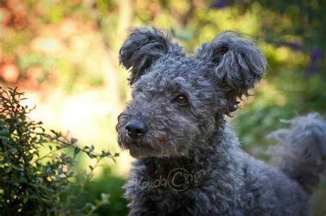 See 10 Adorable Pictures Of The Pumi Akcs Newest Breed American