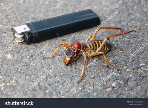Giant Weta