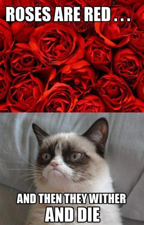 Grumpycat Meme Grumpy Cat™ Stuff Ts Coupons Quotes Meme On