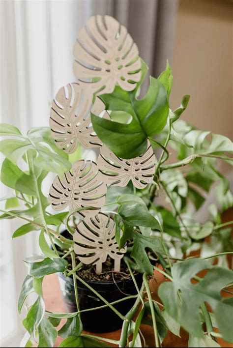Climbing Monstera Plant Trellis Lalas E Shop