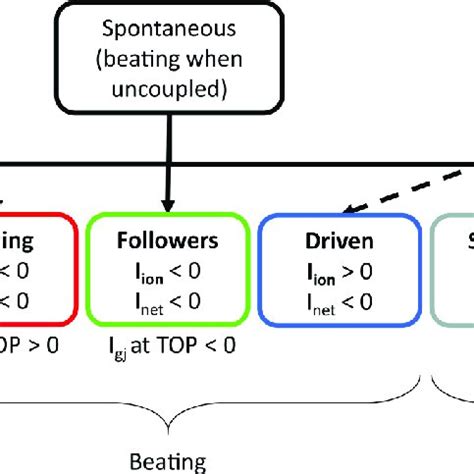 Cell Categorization Cells Forming The Tissue Have Been Divided Into Download Scientific