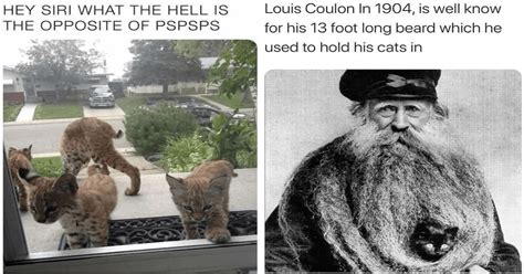 Halfway To Caturday Purrfectly Funny Cat Memes And Tweets December 28