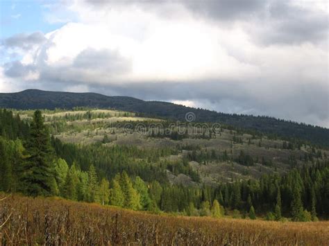 Siberian Taiga Stock Image Image Of Nature Green Landscape 35377849