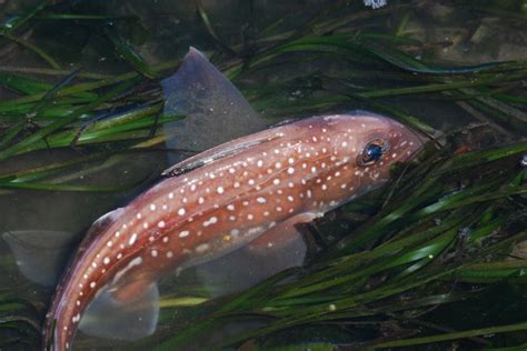 Meet The Ratfish That Use Teeth Covered Rods On Their Foreheads To Have