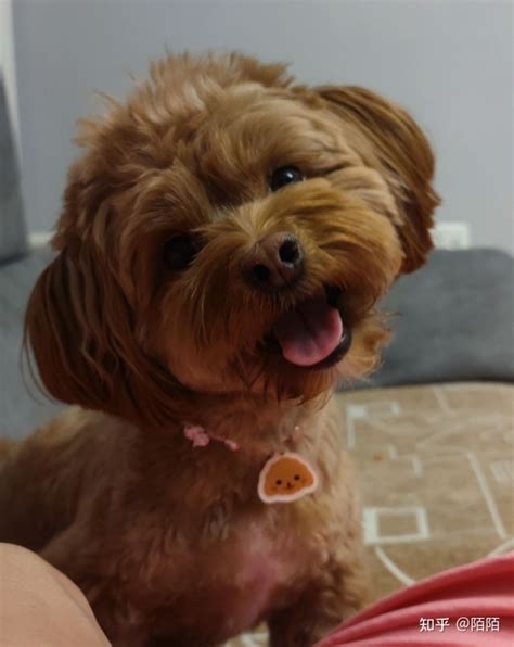 我的养狗日记 知乎