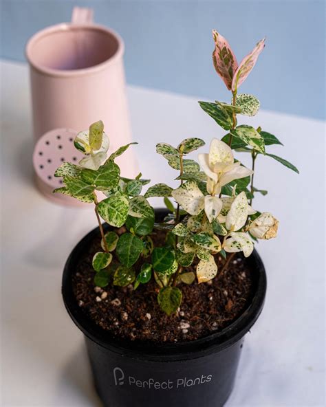 Tri Color Variegated Asiatic Jasmine Star Jasmine