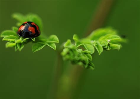 Tips For A Successful Biological Natural Sciences Application In 2024