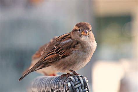 鳥 スズメ 羽 Pixabayの無料写真 Pixabay