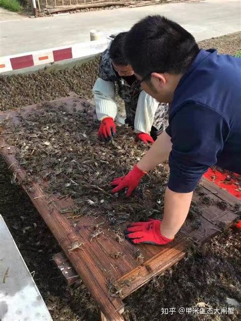 大闸蟹的成长过程 知乎