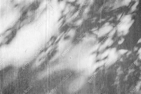 Black And White Abstract Background Textuer Of Shadows Leaf On A Concrete Wall 이미지 1061716912