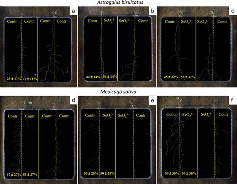 Root Density In A Bisulcatus And M Sativa Both Of Fabaceae Family Download Scientific