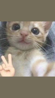 Cute Cat With Peace Sign