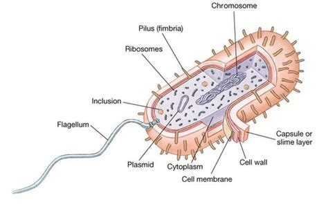 Lecture 3 My Notes Bacteria And Eukaryotic Cells Lecture 3 Cell