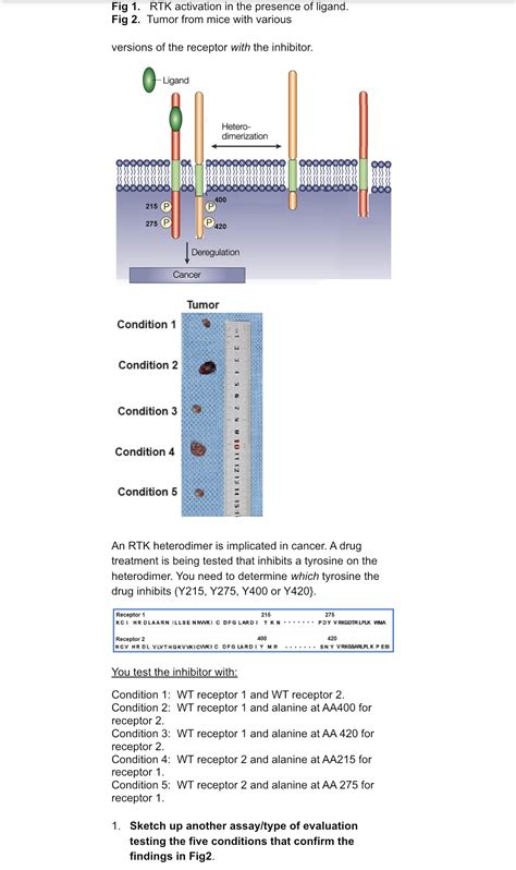 Solved Fig 1 ﻿rtk Activation In The Presence Of Ligand Fig