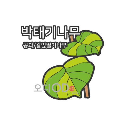 오늘의숲 박태기나무 진한분홍색 의 꽃이 가지 어느 곳이나 피는 나무입니다 엄청나게 많은 꽃을 달고 있어요 아마도 나무 중에 가장 많은 꽃이 피는 나무일 것 같습니다