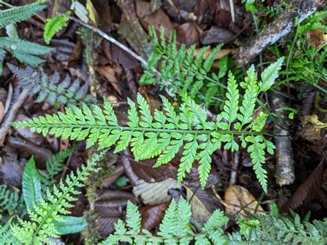 Asplenium Cuspidatum Ferns And Lycophytes Of The World
