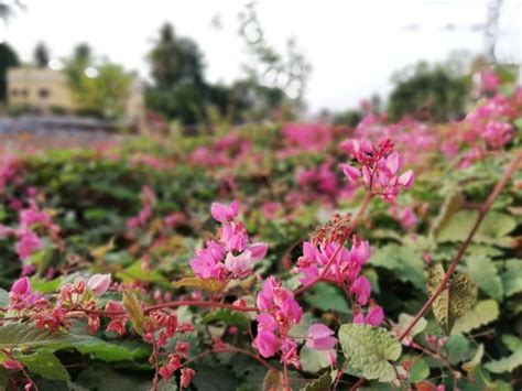 Huawei P Lite Review