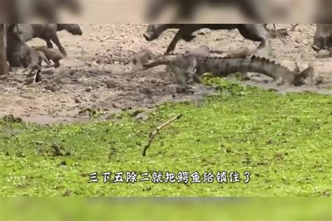 鳄鱼突袭野猪领地，被几只野猪疯狂践踏，下一秒憋住别笑野猪领地突袭