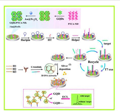 Figure 1 From Dna Enabled Fluorescent Based Nanosensors Monitoring