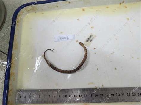 王锦蛇 Elaphe carinata 物种库 国家动物标本资源库