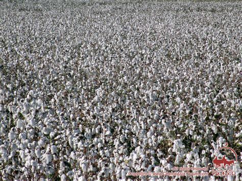 Warmth of ‘White Gold’. Cotton in Uzbekistan