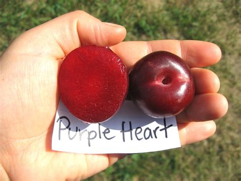 Purple Heart Hybrid Plum Fedco Trees