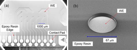 A Sem Image Of One Block Of The Microelectrode Array Chip Which
