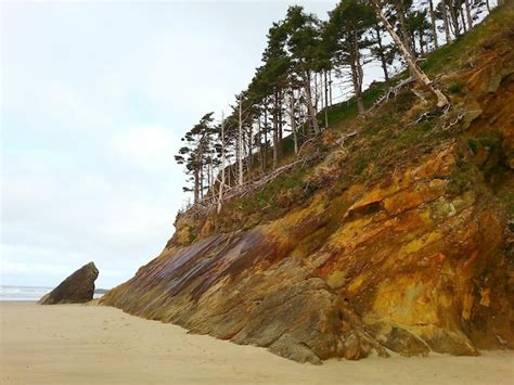 Premium Photo Trees Growing On Rock At Beach