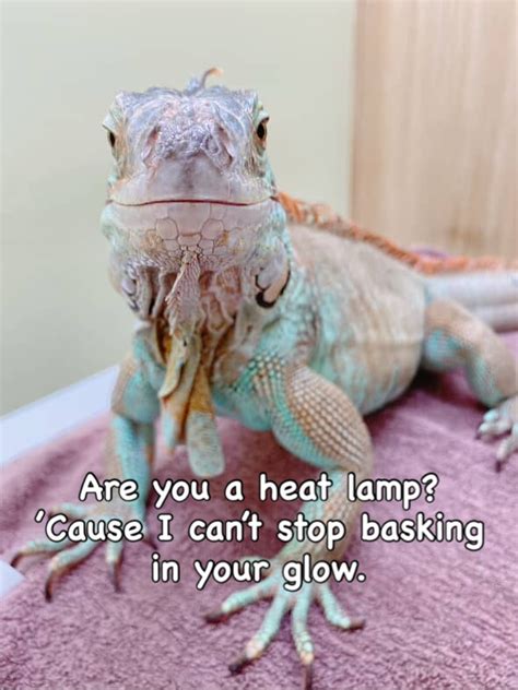 Whosagoodlizard Memes Whosagoodlizardmemes • Instagram Photos And Videos