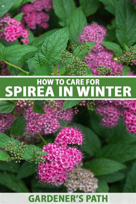 How To Care For Spirea Shrubs In Winter Gardeners Path