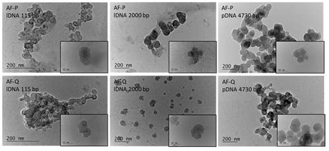 Polymers Free Full Text Influence Of Dna Type On The