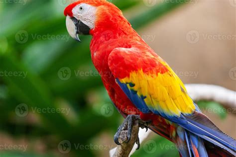Loros Guacamayos Loro Volando Guacamayo Escarlata Volando Pájaro Del
