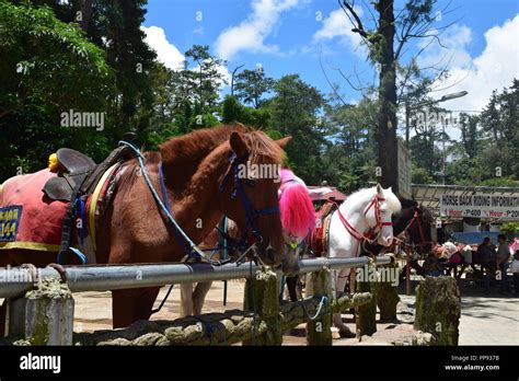 Horseback Riding at the Wright Park is one of the many scenic parts of Baguio. Wright Park is ...