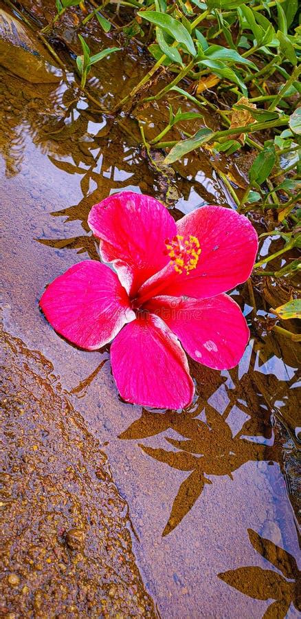 Flower Water Life Grass Growth Stock Image Image Of Water Flower