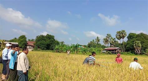 ဥတ္တရသီရိမြို့နယ်၌ မိုးစပါးစံပြစိုက်ခင်း ရိတ်သိမ်းပွဲ ကျင်းပ Information And Public Relations