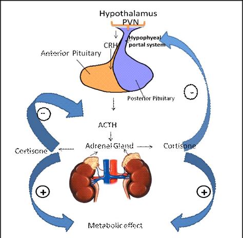 Glucocorticoids Function