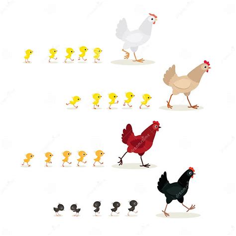 五颜六色的小母鸡 白色背景中的矢量图插图 向量例证 插画 包括有 投反对票 节假日 动画片 家畜 270683799