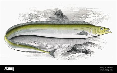 Lepidopus Caudatus Or Scabbard Fish A Species Of Cutlassfish Also
