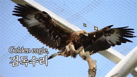 [힐링 생태원] 하늘의 제왕 검독수리ㅣ가족 여행ㅣ8월ㅣ Youtube
