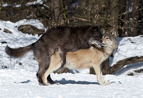Wolf Mates For Life